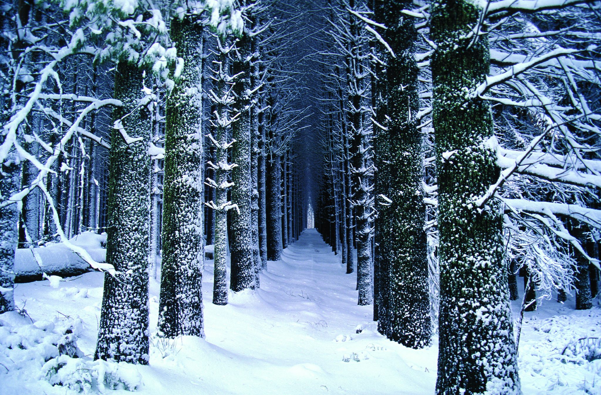 Breathtaking Tranquillity at Sugar Pine Walk - The Riverina