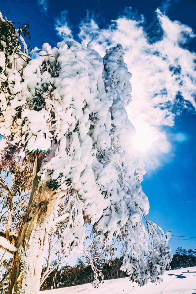 Selwyn Snowfields - The Riverina