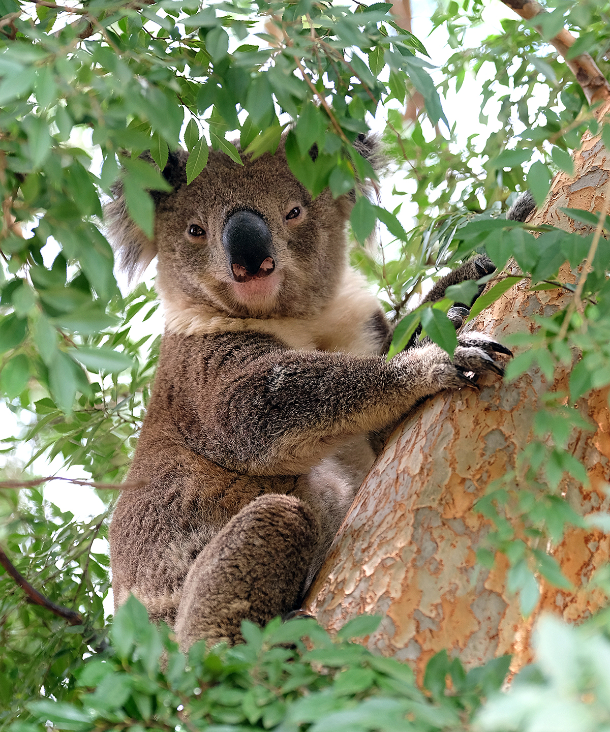 Koala Reserve - The Riverina