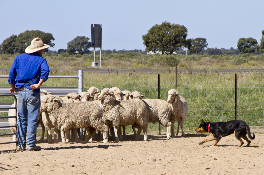 Hay Working Sheep Dog Trials - The Riverina