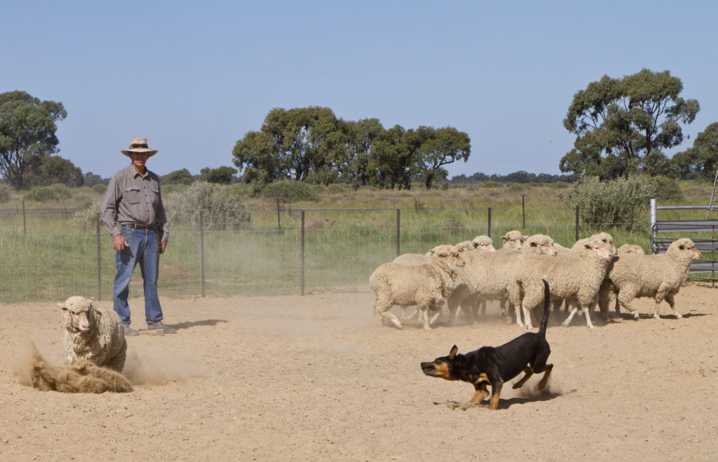 Hay Working Sheep Dog Trials - The Riverina