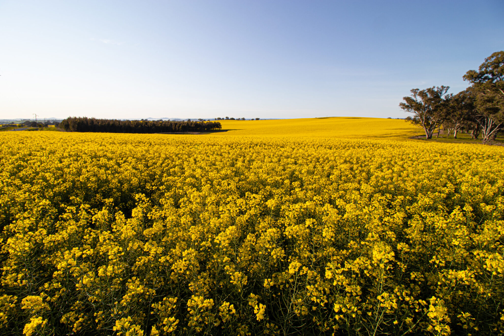 Golden time to travel the Canola Trail - The Riverina