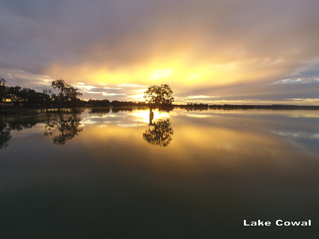 Wildflowers and Wildlife - The Riverina